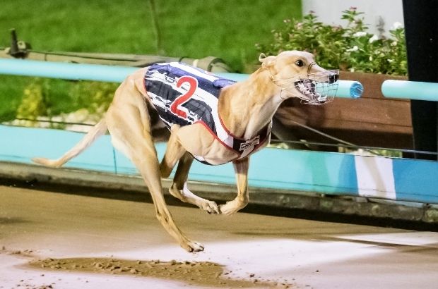 Free Greyhound Racing Tips and Best Bets for Angle Park 24/7/23