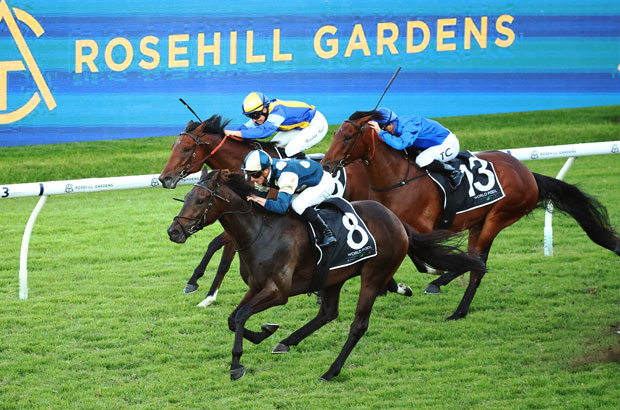 Horse Racing Tips for Run To The Rose & Theo Marks 2024